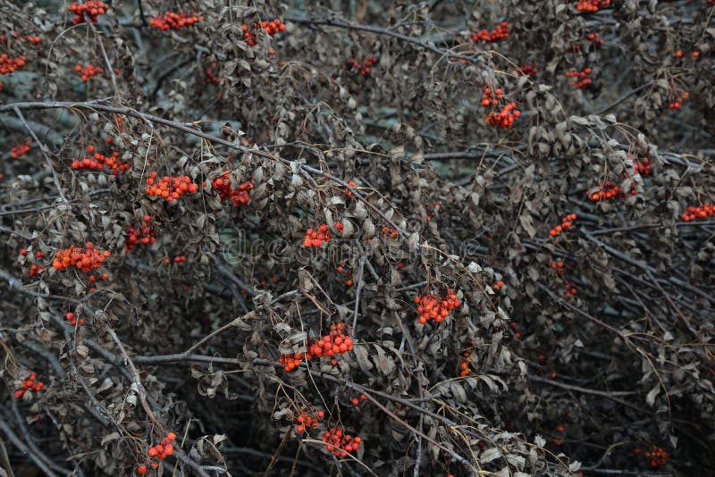 Bunches of Mountain Ash on the Branches with Withered Leaves Stock ...
