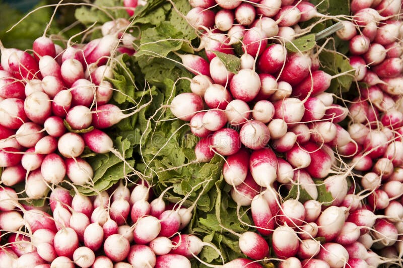 Bunches of radishes stock photo. Image of market, summer - 50043076