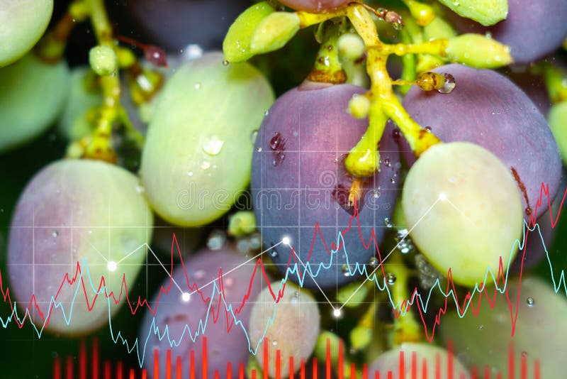 Bunches of Black Grapes on the Vine, Grapevine in Vineyard. Growth ...