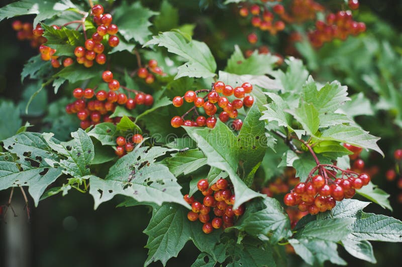 Bunches of Red Berries 4810. Stock Photo - Image of sweet, green: 114985022