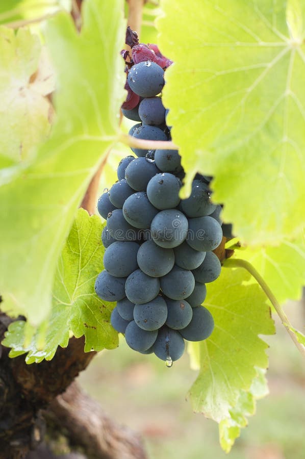 Bunches of Red Grapes on the Vine Stock Image - Image of horticulture ...
