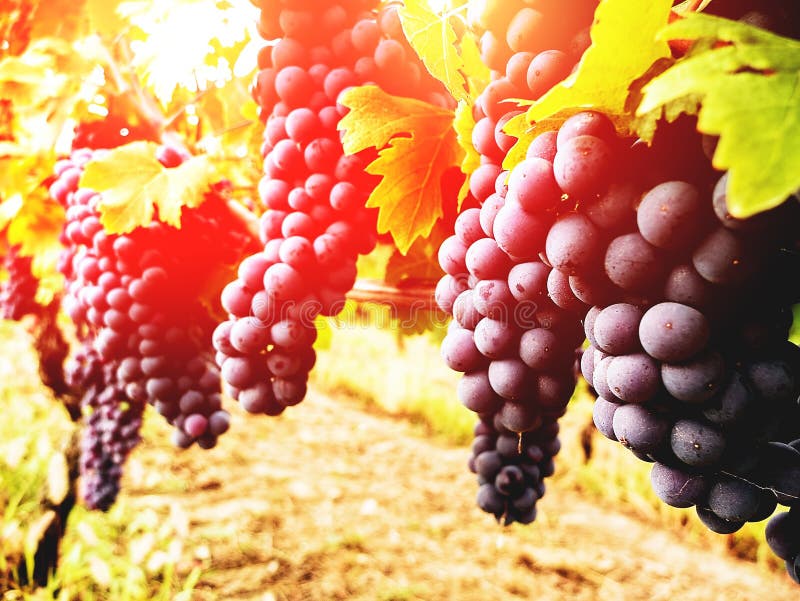 Bunches of Red Grapes on Vine Stock Image - Image of tuscany, plant ...