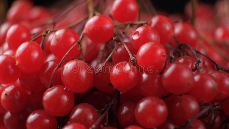 Bunches of Red Ripe Viburnum Berries in Motion. Stock Video - Video of ...