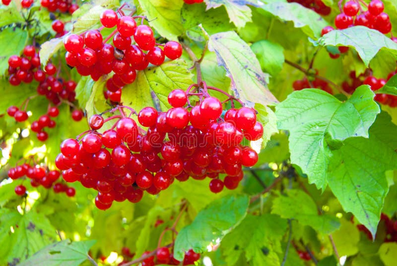 Bunches of Red Berries on Tree Branches Stock Photo - Image of bunch ...
