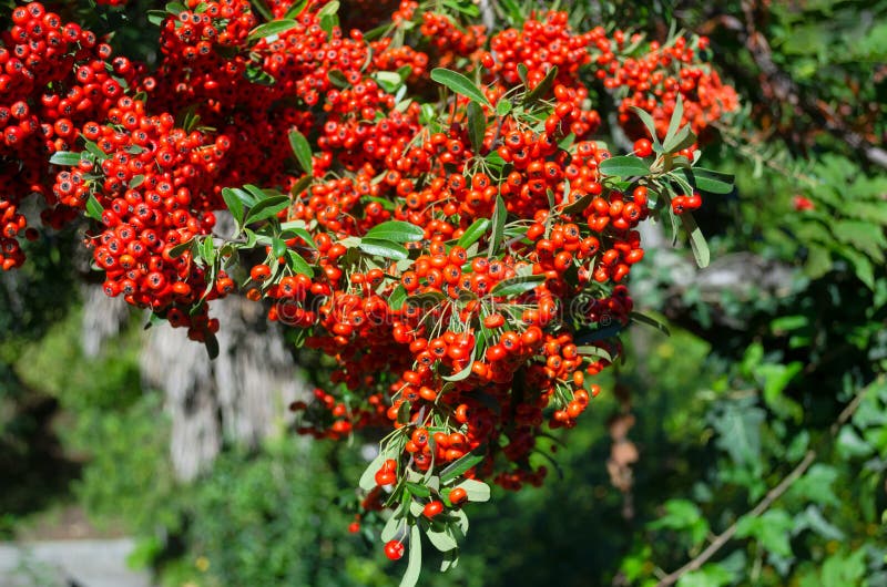 Bunches of Red Rowan at the Sun Stock Photo - Image of foliage, natural ...