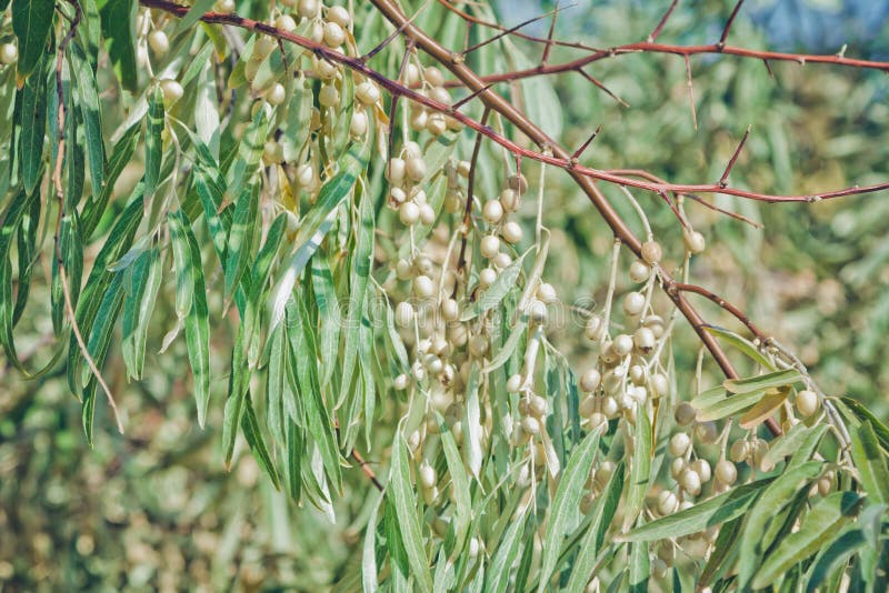 Oleaster Tree Branch with a Bunch of Wild Berries. Elaeagnus ...
