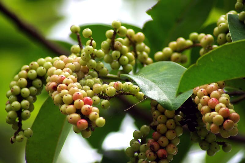 Bignay, Antidesma Bunius Tropical Fruit Floating On Water Stock Image ...