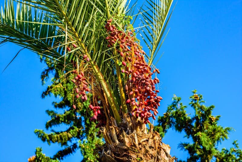Bunches of Ripe Fruits on a Green Date Palm Tree Stock Image - Image of ...