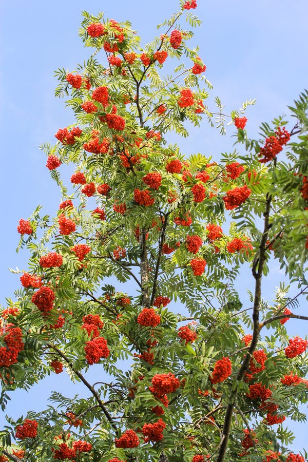 Bunches of Ripe Mountain Ash. Stock Photo - Image of orange, plants ...
