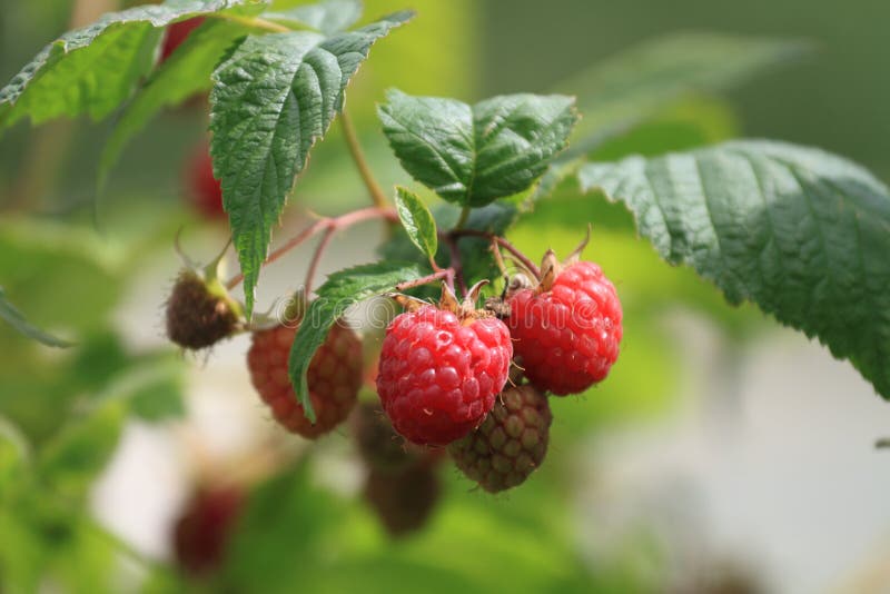 Bunches of Ripe Raspberries in the Summer Sun Stock Image - Image of ...
