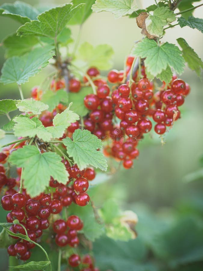 Bunches of Ripe Red Currants on the Branches in the Garden Stock Image ...