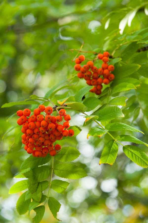 The Bunches of Ripened Ashberry Stock Image - Image of aucuparia ...