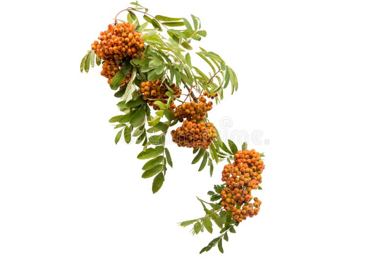 Rowan branch isolated stock image. Image of green, autumn - 27341475
