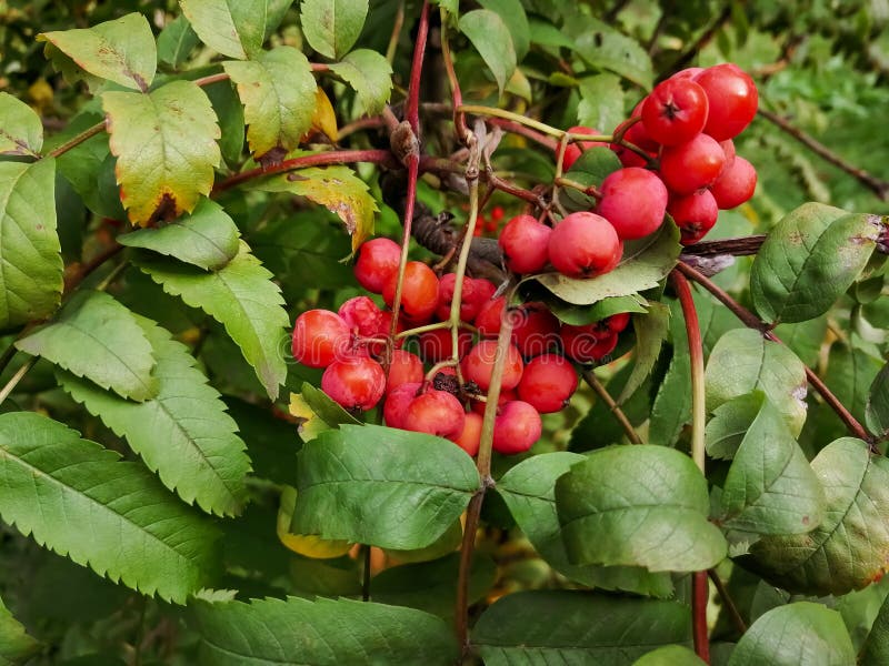 Bunches of Rowan Trees on a Tree. Red Rowan Berries on a Green Tree ...