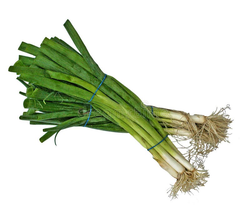 Bunches of Scallions stock photo. Image of isolated, green - 3156194