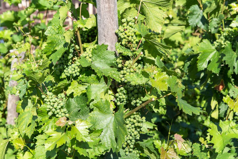 Bunches of Small Unripe Green Grapes in Fresh Green Leaves Stock Image ...