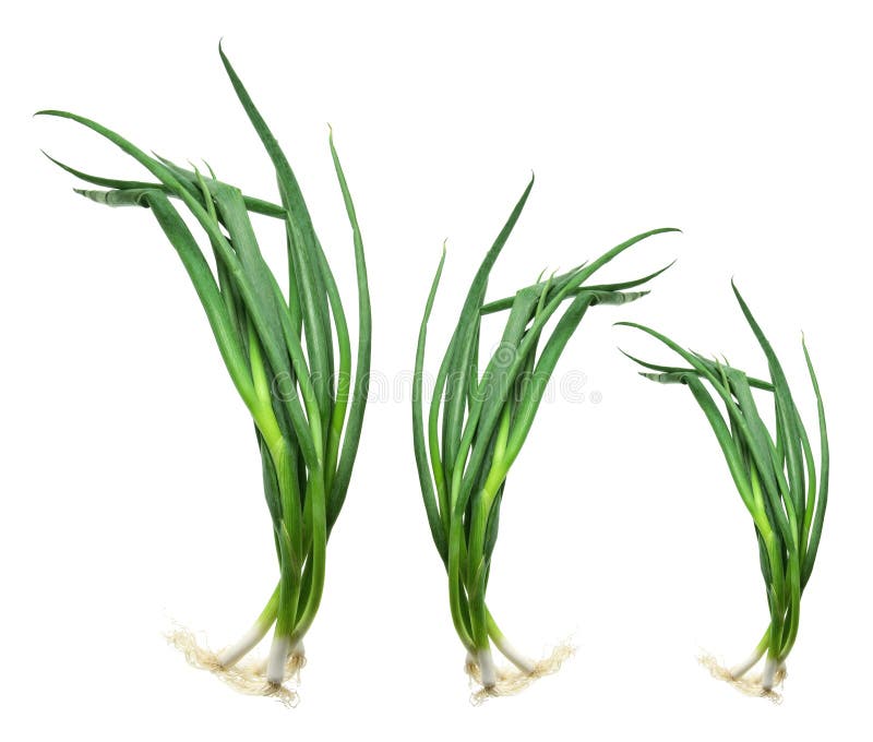 Bunches of Spring Onions stock image. Image of life, stalks - 35788467