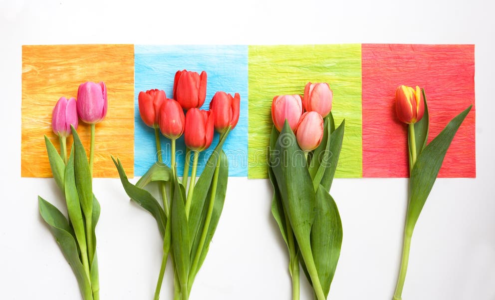 Bunches of Tulips on Colorful Squares Stock Photo - Image of elegant ...