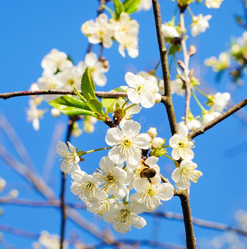 Bunches of White Cherry Blossoms. Stock Image - Image of blossoms ...
