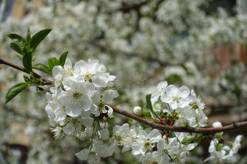 Bunches of White Flowers of Cherry in April Stock Photo - Image of lush ...