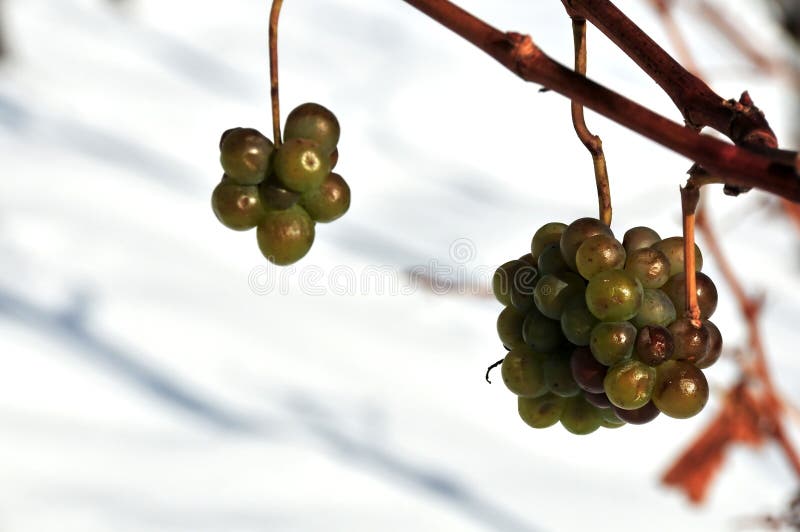 Bunches of White Grapes in Snow Stock Photo - Image of sweetness, stems ...