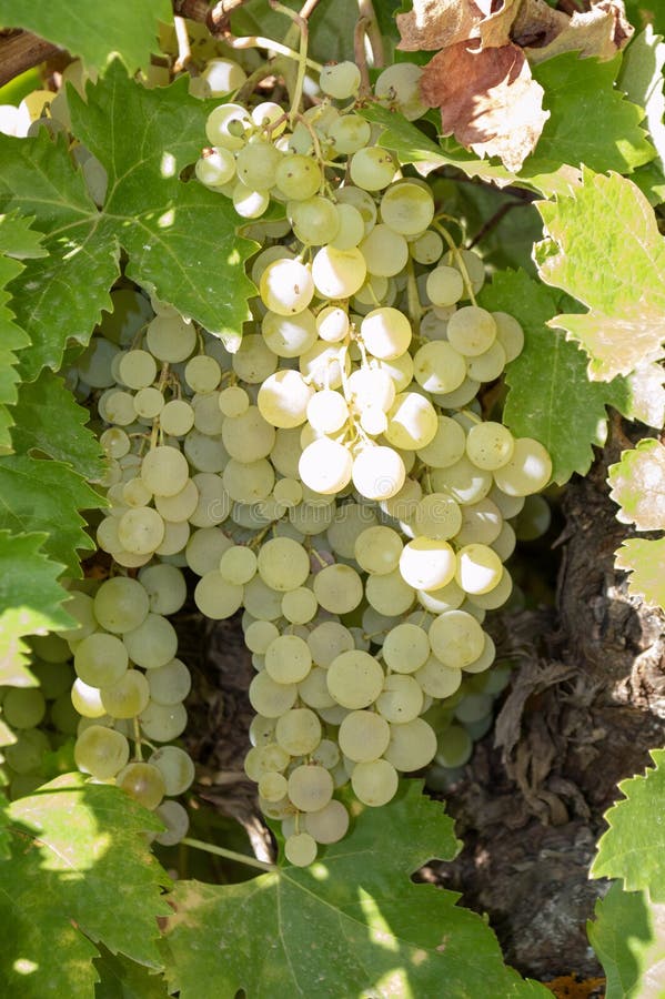 Bunches of White Grapes on the Vine Source of Spanish White Wine. Stock ...