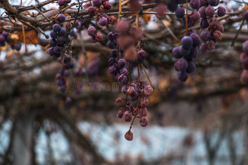 Withered Grapes In Italian Vineyard Stock Photo - Image of outdoor ...