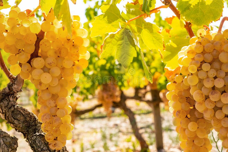 Bunches of Xarel Lo Grapes with Central Space for Text Stock Photo ...