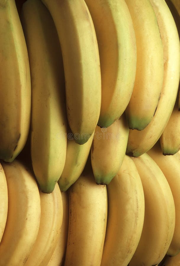 Bunches of Yellow Bananas stock photo. Image of fruits - 30477544