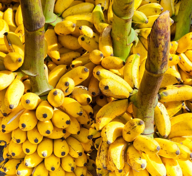 Bunches of yellow bananas stock photo. Image of bright - 51042310