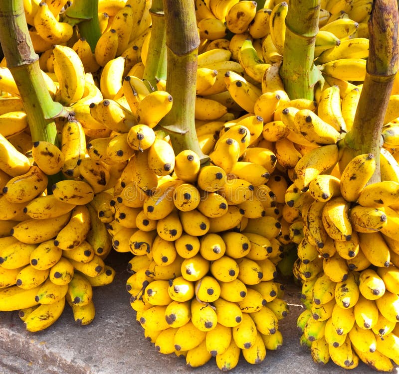 Bunches of yellow bananas stock photo. Image of asian - 51042484
