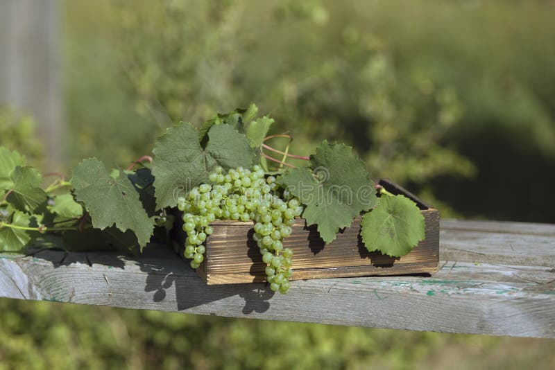 Bunches of Yellow Grape in Box. Harvest of Grape Stock Image - Image of ...