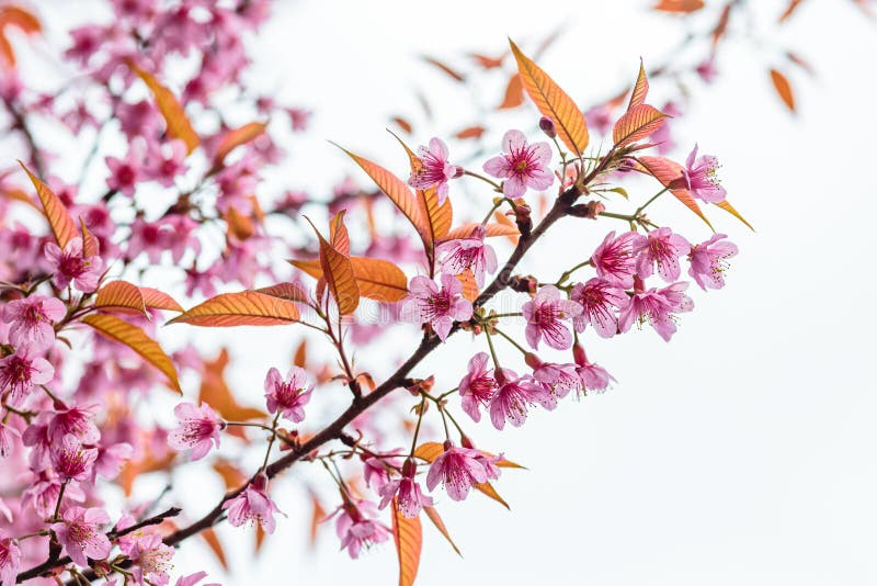 A Bunchy of Cherry Tree in White Background Stock Image - Image of tree ...