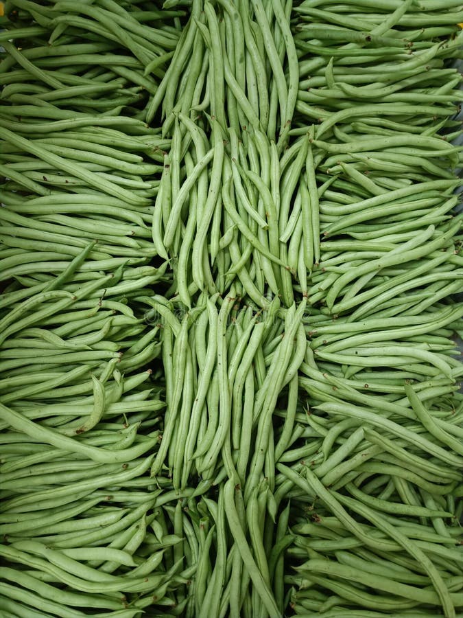 Buncis bean stock image. Image of green, field, flower - 263312699