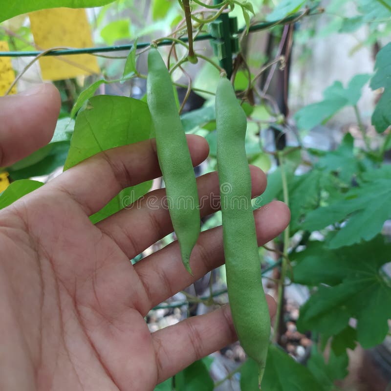 Buncis vegetable garden stock image. Image of grass - 250693555