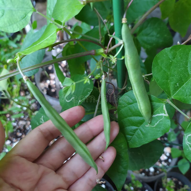 Buncis vegetable garden stock photo. Image of flower - 250693574