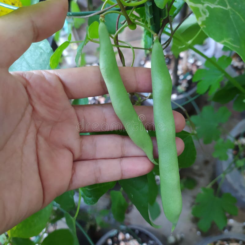 Buncis Vegetable Garden Stock Photos - Free & Royalty-Free Stock Photos ...