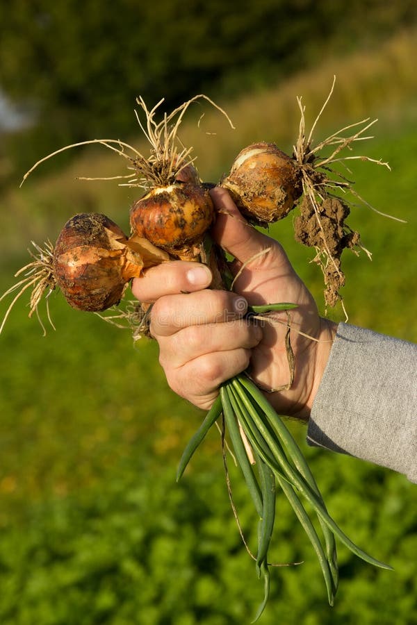 Bos uien stock afbeelding. Image of pluk, versheid, najaar - 36261019