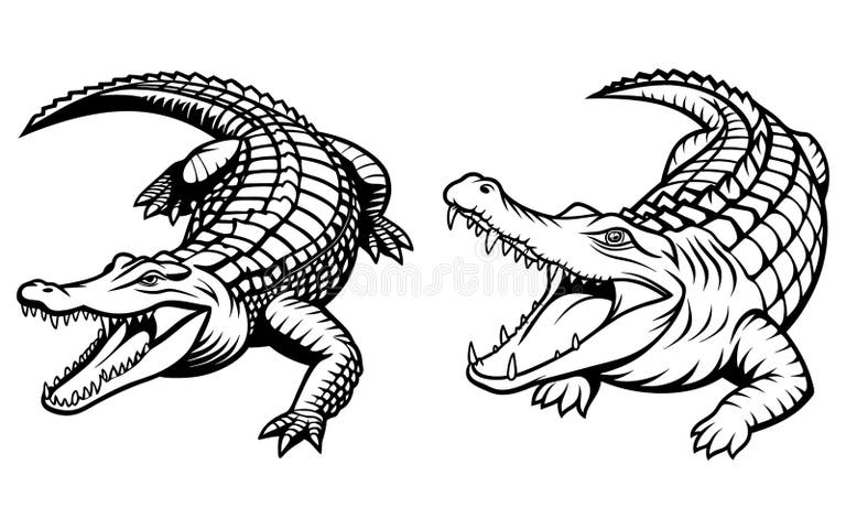 Bundle Alligator Line Art Stock Illustrations – 16 Bundle Alligator ...