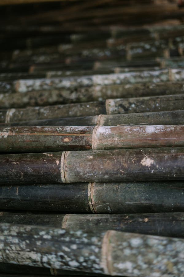 Bundle of Bamboo Sticks Prepared for Sale Stock Photo - Image of ...