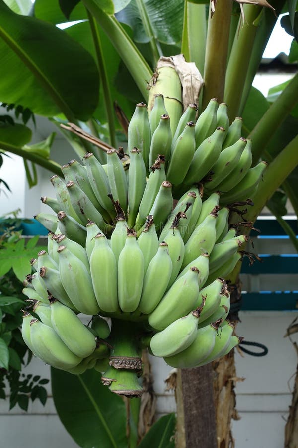 Bundle of banana stock photo. Image of tree, bunch, food - 68878762