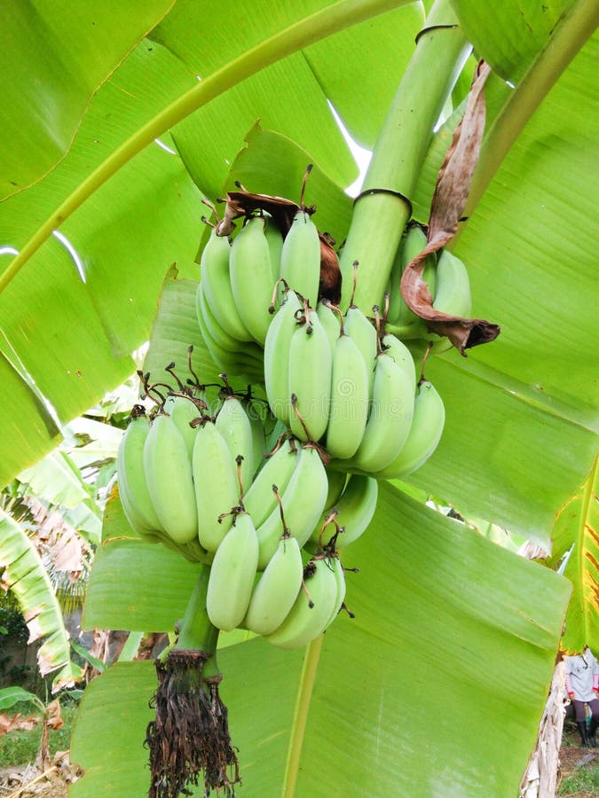 Bundle of banana stock image. Image of meal, fruit, growth - 68878755