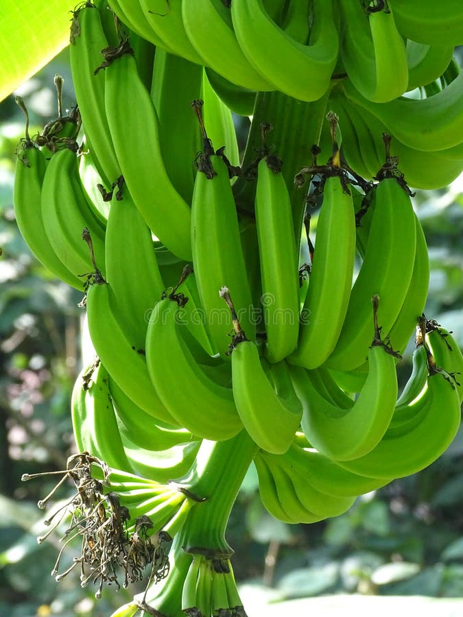 Bundle of bananas stock photo. Image of yellow, greeny - 179586370