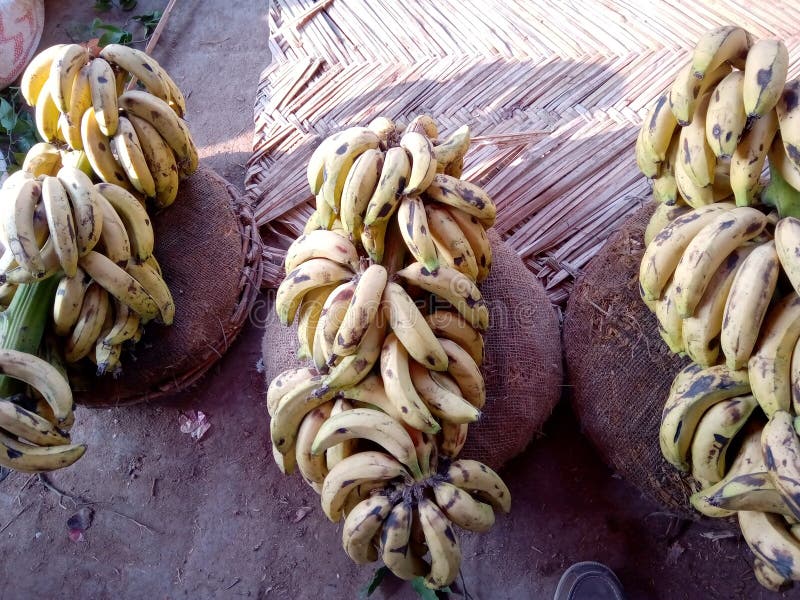 Bundle of Bananas. Dungar of Bananas Stock Image - Image of four ...