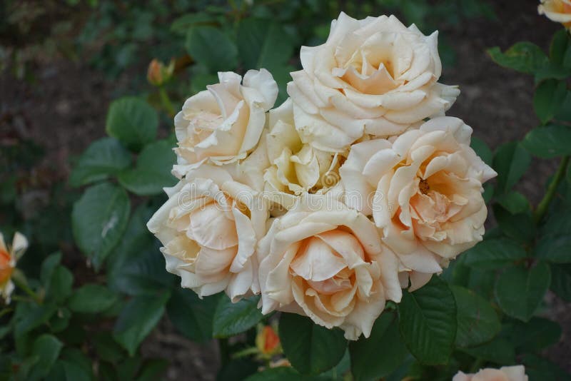 Bundle of Beige Flowers of Roses Stock Image - Image of leaflets ...