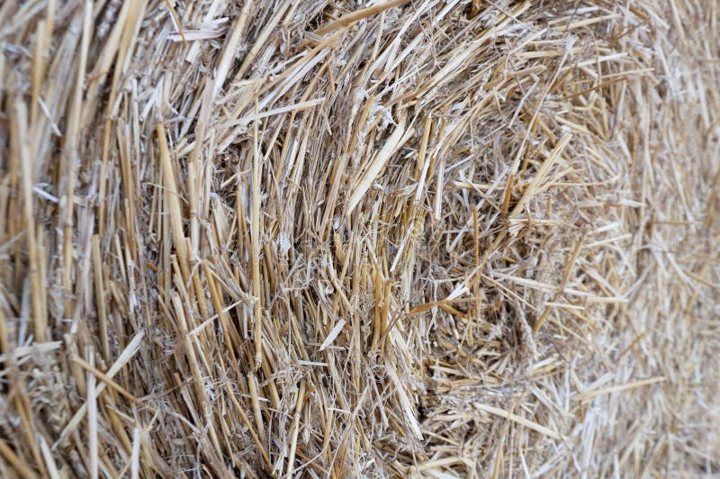 Bundle of Beveled Straw Close Up Stock Photo - Image of beveled, bundle ...