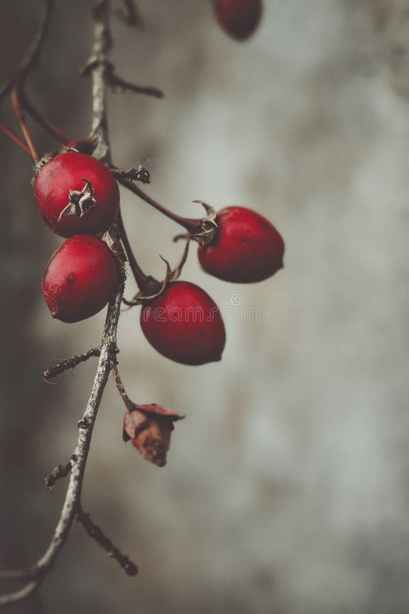 A Bundle of Bright Red Berries Hangs from the Branch of a Tree, Ready ...