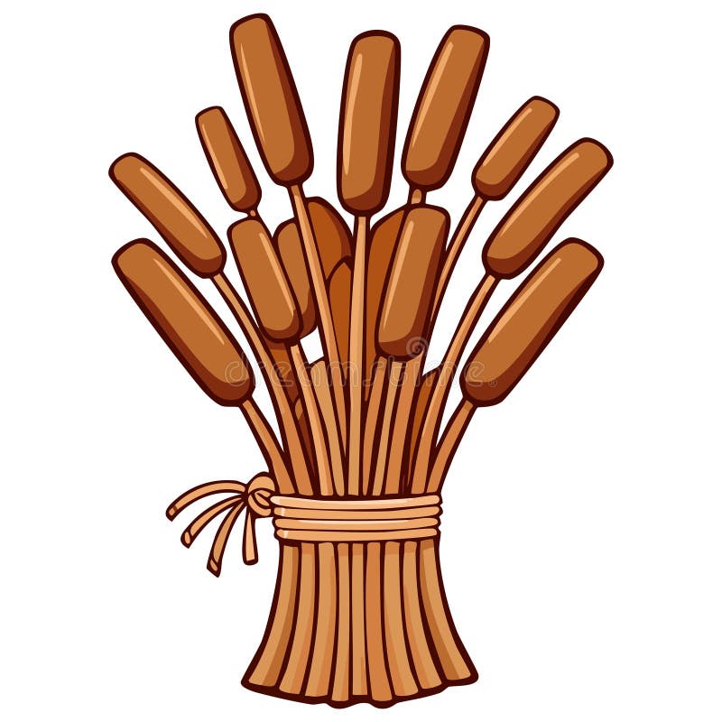 Bundle of Brown Cartoon Bulrush Plants Tied with String for Decoration ...