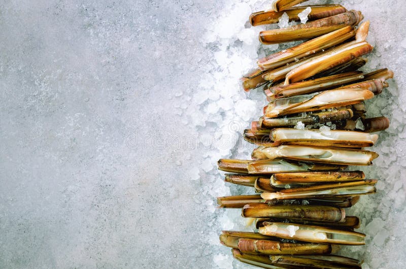 Bundle, Bunch of Fresh Razor Clams on Ice, Grey Concrete Background ...