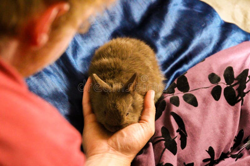 Bundle of bunny stock image. Image of sweet, palm, fluffy - 92281007